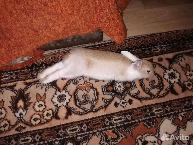 Декоративные кролики mini