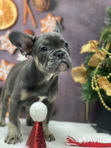 Красивый мальчик французского бульдога. Документы