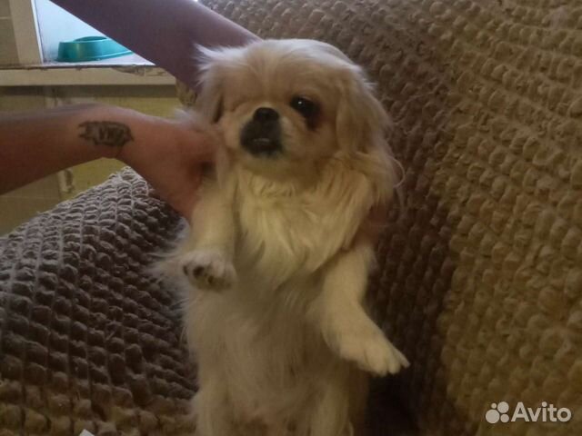 Собаки щенки