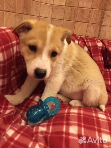 Джуля, 2 мес в дар