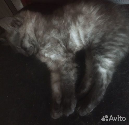 Кошка