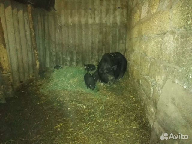 Вьетнамск вислобрюхий поросенок