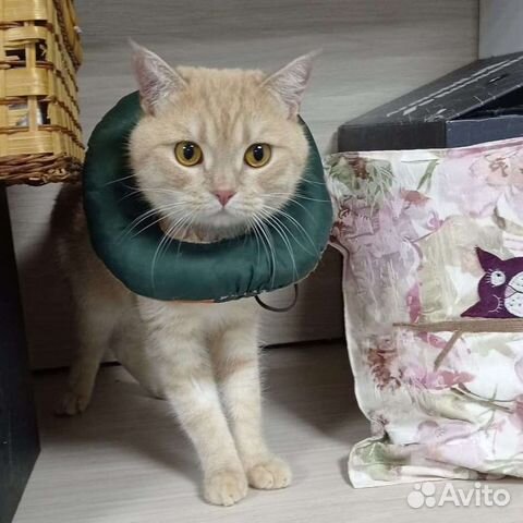 Котик ищет дом