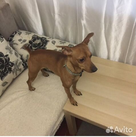 Собака цвергпинчер