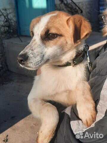 Стерилизованный щенок Веснушка в добрые руки