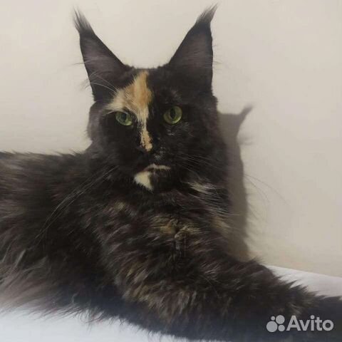 Кошки в добрые руки