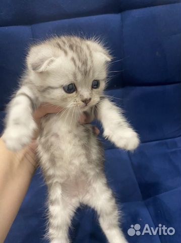 Шотландская