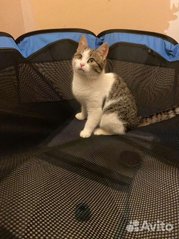 Кошки