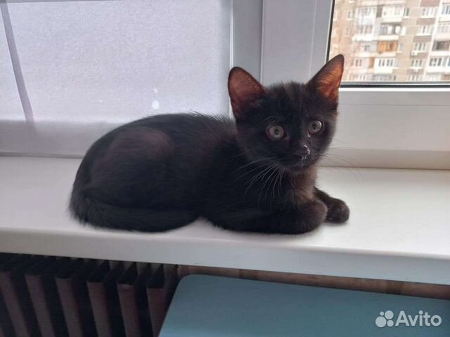 Котята в добрые руки мальчик
