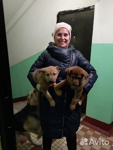 Кабачки щеночки девочки в добрые руки дар бесплатн