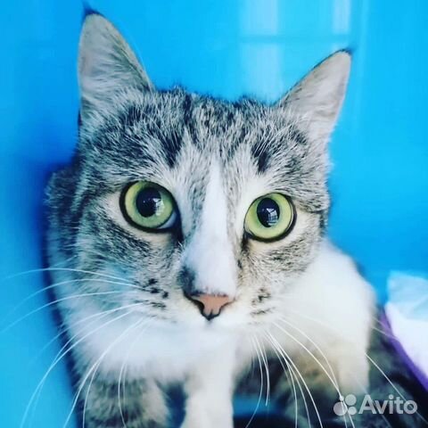 Кошка Мальвина в добрые руки