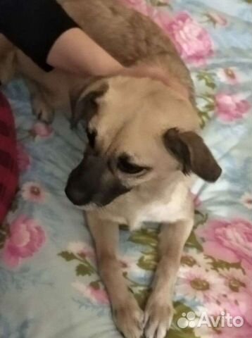 Собака в добрые руки