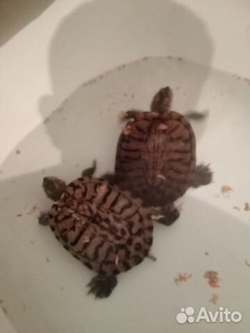 Красноухая черепаха бесплатно