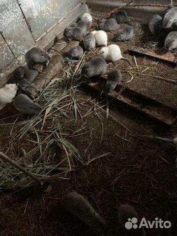 Нутрии на племя