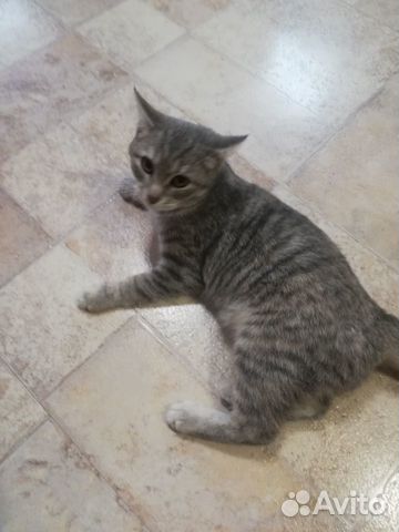 Отдам кошечку