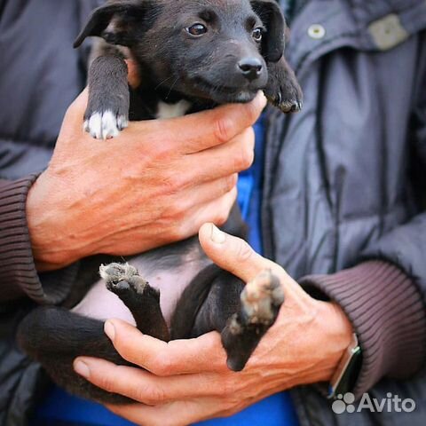 Черный щенок,девочка
