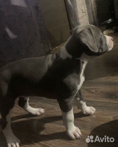 Стаффордширский терьер