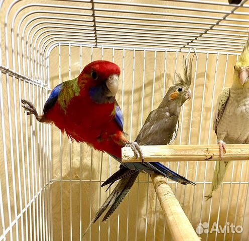 Попугай розелла, ожереловый,жако