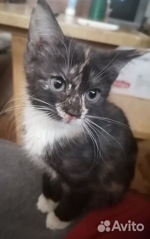 Домашний котенок