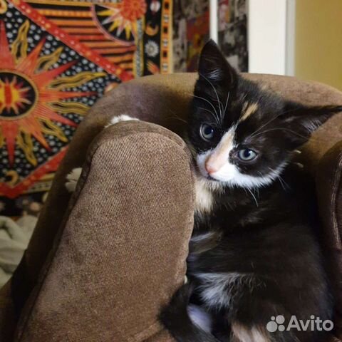 Котёнок Луни
