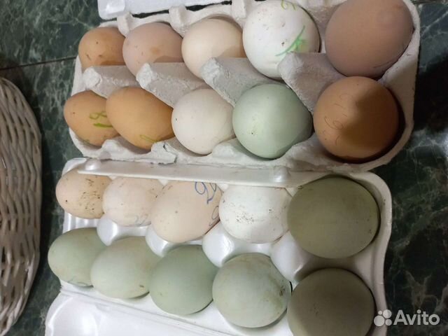 Инкубационное яйцо