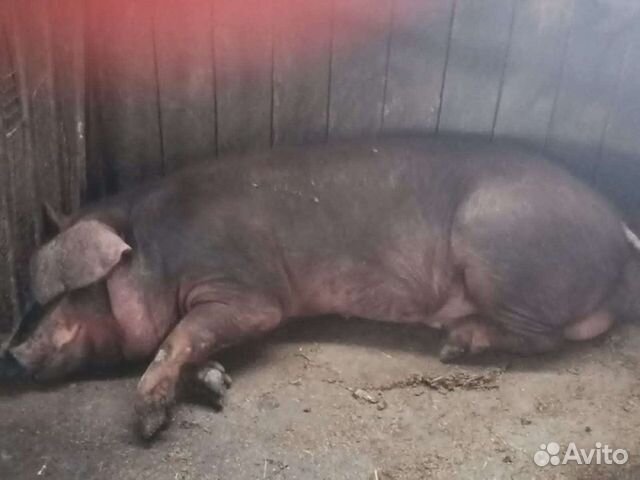 Кабан дюрок на осеменение