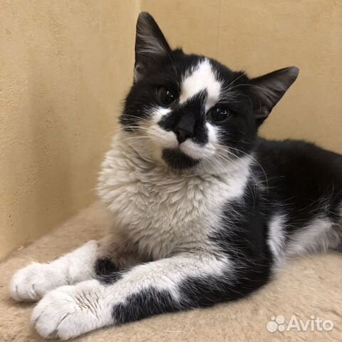 Кошка Ёлка в добрые руки