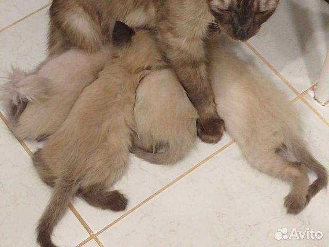 Метисы сиамских котиков