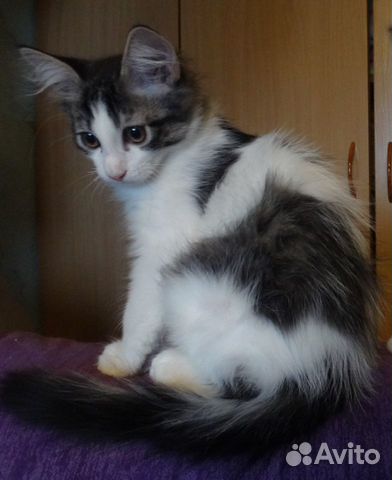 Бело-серо-черный котенок девочка в добрые руки