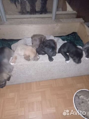 Собаки бесплатно