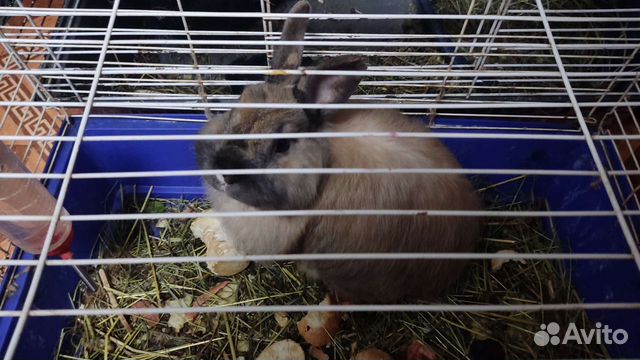 Декоративные кролики