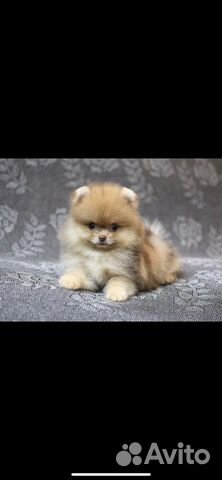 Немецкий шпиц