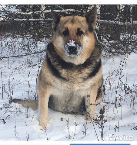 Немецкая овчарка