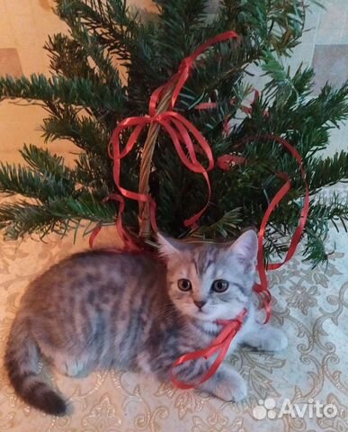 Кошка шотландская (Скоттиш-страйт)
