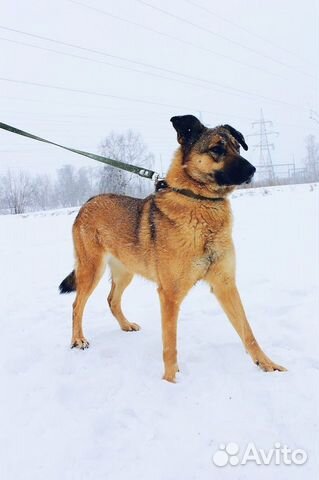 Нежная умная и ласковая Кози, отдам