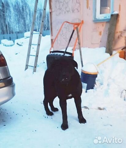 Собака алабай кобель 1 год