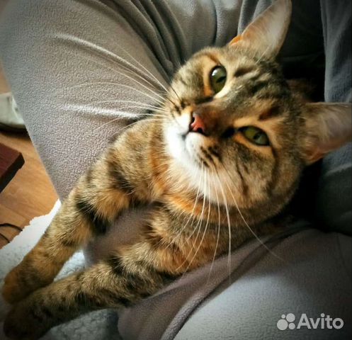 Кошка в дар
