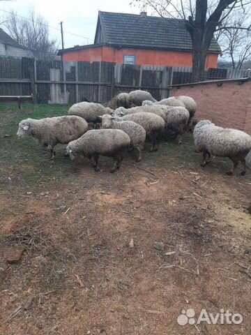 Матки Сев кавказской породы котные10 голов