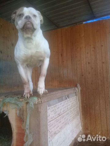 Американский бульдог