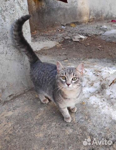 Котик в дар