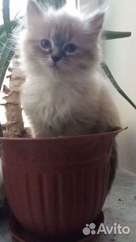 Котёнок невская маскарадная девочка