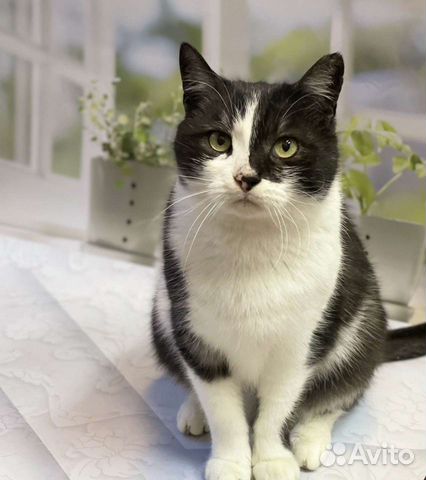 Котодети из приюта ищут своих родителей