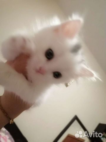 Котята