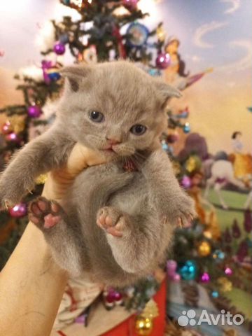 Котятки шотландские