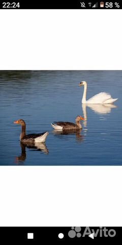 Лебеди, дикие гуси