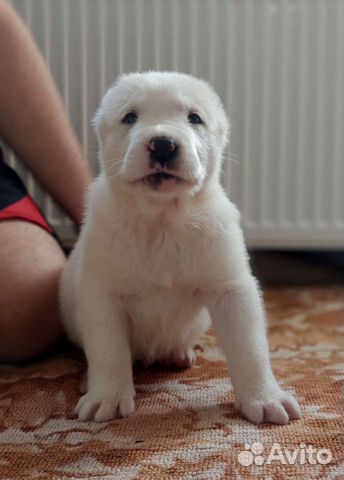 Щенки сао алабай