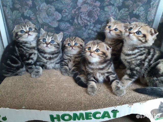 Шотландские котята
