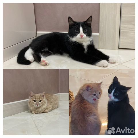 Котята, мальчики