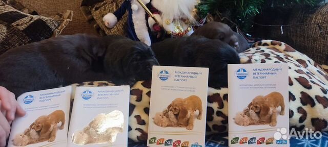 Щенки в самые добрые руки