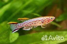 Афиосемион гарднера